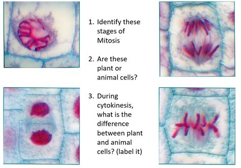 Phases Of Mitosis Plant Cell