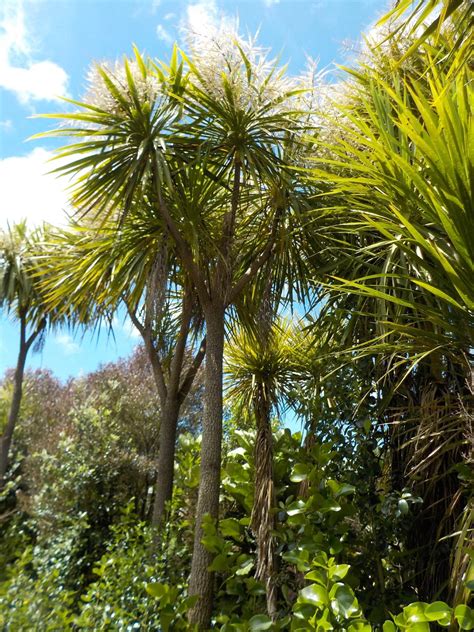 Cabbage Tree Farm Cabbage Tree Flowering Season