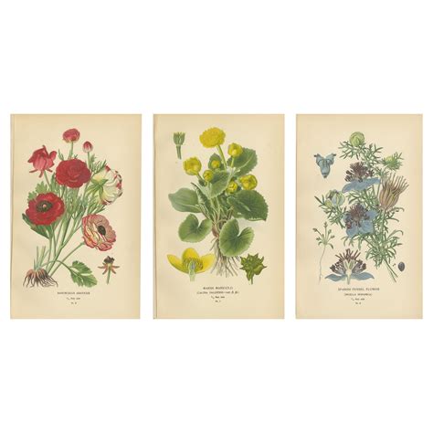 1897 Vibrant Botanical Prints Torenia Speedwell Varieties And
