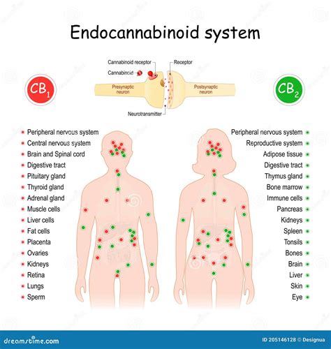 Endocannabinoid System Cb1 And Cb2 Receptors Stock Vector Illustration Of Central Health