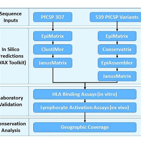 Experimental Workflow Download Scientific Diagram