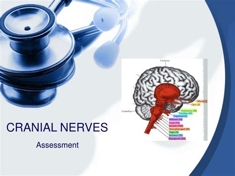 PPT CRANIAL NERVES PowerPoint Presentation Free Download ID
