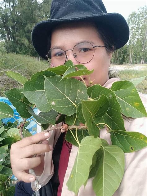 ขายใบ โพธิ์ เมล็ดพันธุ์ดี เกษตรวิถีไทย