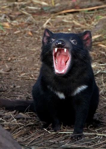 Tazmanian Devil Fan Casting For The Looney Tunes Movie In Real Life