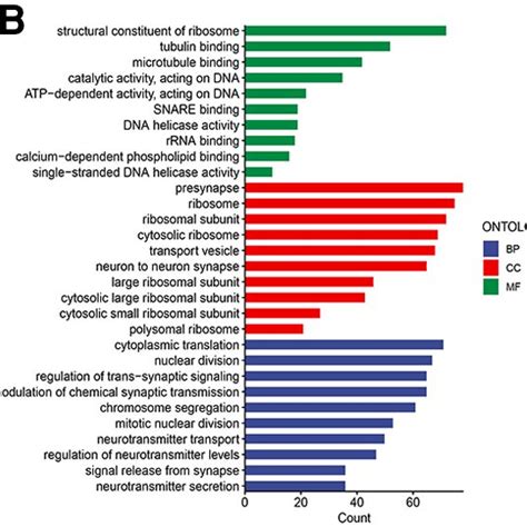 Functional Enrichment Analysis A Gsva Analysis Of Two Ferroptosis Download Scientific