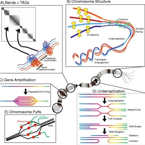 Common Features Of Polytene Chromosomes While Polytene Chromosomes Are Download Scientific