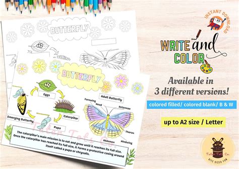 Butterfly Lifecycle Diy Write And Color Poster Engaging Etsy