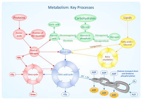 Conceptdraw Samples Science And Education — Biology Biochemistry