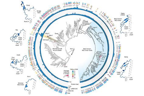Sunalei Rationale Engineering Generates A Compact New Tool For Gene Therapy