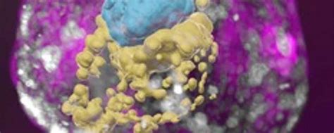 Say Hello To The Entity The Non Human Embryo Here To Replace Us EBaum S World