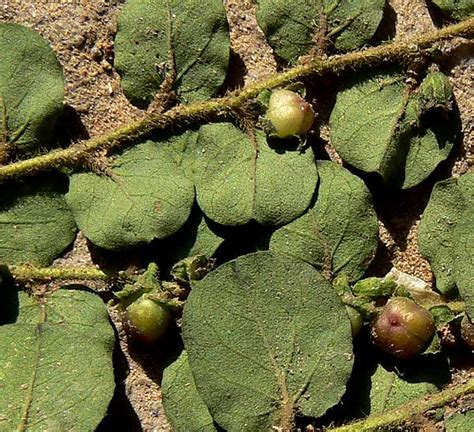 Evolvulus Eflora Of India