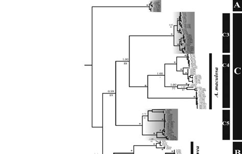 bayesian inference bi tree based on the mtdna markers outgroups are