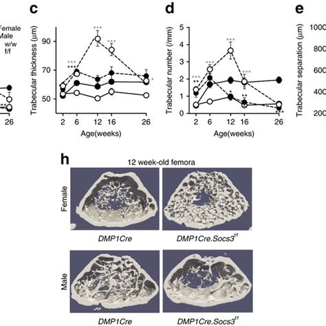 Sex Hormone Treatment Protects Against Gonadectomy Induced Trabecular Download Scientific