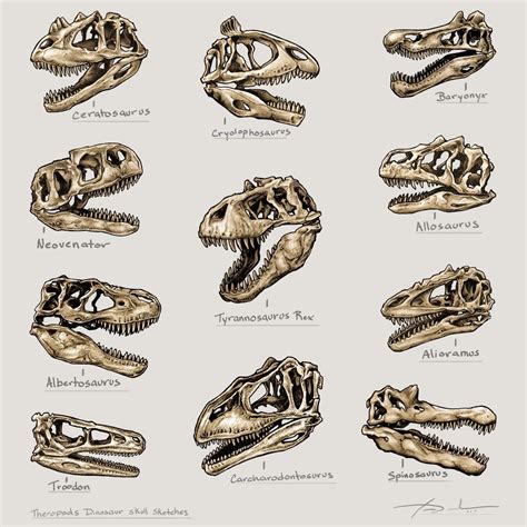 Dinosaur Skulls Illustration Dinosaur Art Dinosaur Illustration Dinosaur Tattoos