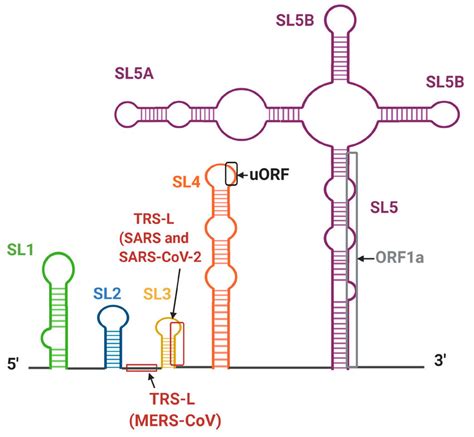 Rna Secondary Structure Of The 5 Utr In Sars Sars Cov 2 And Mers