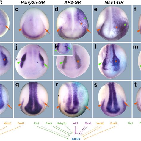 Role Of Early Ectodermal Tfs For Ppe And Nc Formation A U Expression