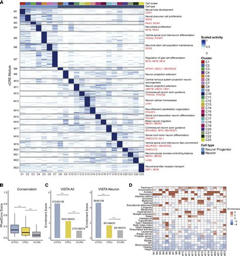 Single Cell Chromatin Accessibility Identifies Enhancer Networks Driving Gene Expression During
