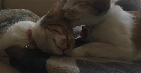 I Was Worried My Alpha Cat Wasnt Going To Accept Our New Kitten Took Less Than Week For Them