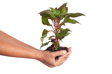 Hold The Seedlings Flower Of Cockscomb In Your Hand To Be Planted Isolated On White Background
