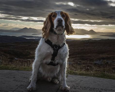 1 More Day Left In North Mad Max The Cocker Spaniel Facebook