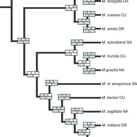 A Summary Tree Based On Bayesian Inference Of The Concatenated Matrix