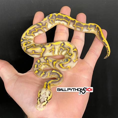 Pastel Leopard Highway 100 Het Clown 50 Het Hypo Ball Python By Ball Pythons 101 Morphmarket