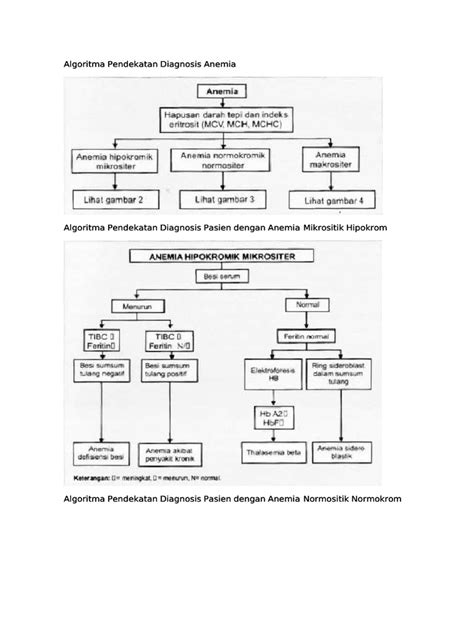 Anemia Algoritma Pdf Pdf