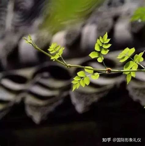 【国学】中华礼仪用语顺口溜 知乎