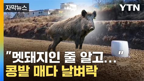 자막뉴스 멧돼지인 줄 알았다밭일 하다 날벼락 Ytn Youtube