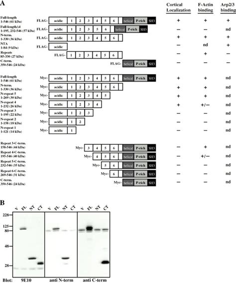 Cortactin Variants And Their Activities A Diagram Of Epitope Tagged