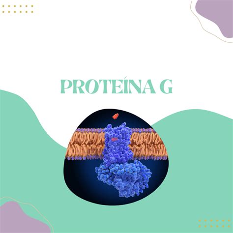 Qual A Função Da Eritropoetina Cursau Educação Blog