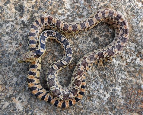 Great Basin Gopher Snake Facts And Pictures