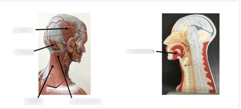 Skeletal Muscle Anatomy Pt2 Diagram Quizlet Skeletal Muscle Anatomy Pt2 Diagram Quizlet