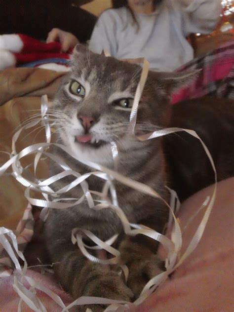 My Derpy Cat~ By Hardcorecrocomire On Deviantart My Derpy Cat~ By Hardcorecrocomire On Deviantart