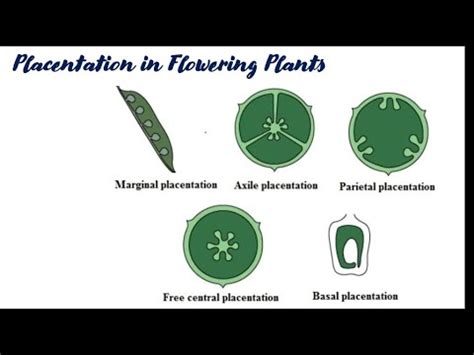 Class 11 Chapter 5 Morphology Of Flowering Plants Placentation