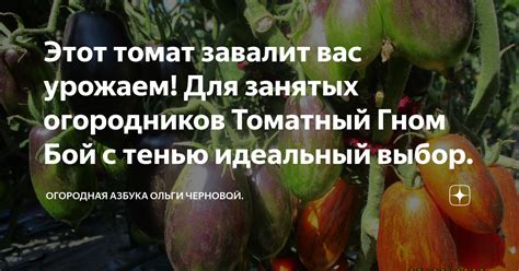 Этот томат завалит вас урожаем! Для занятых огородников Томатный Гном ...