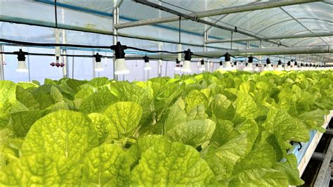 경상북도 문경시 수경시설 엽채류” 하우스에 보광재배 방법을 통한 태양벨 햇살아래” 설치 사례 주엠지디세광