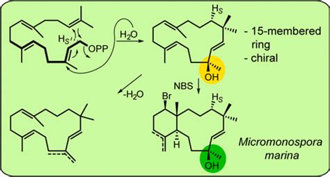 Characterization Of Micromonocyclol Synthase From The Marine
