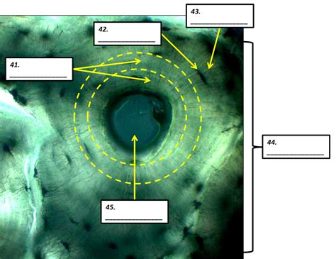 Biol 2401 Lab 2 Practical Exam Compact Bone Tissue 33 Diagram
