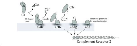 schematic overview of the degradation of c3 to yield the various