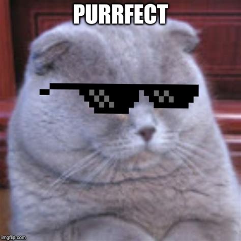 Just Pure Dank Imgflip
