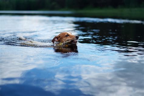 How To Protect Your Pets From Toxic Algae — Bland Landscaping