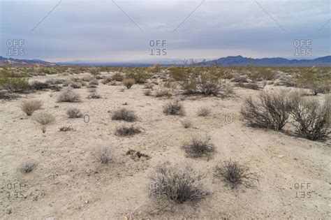 Desert Scrub Vegetation