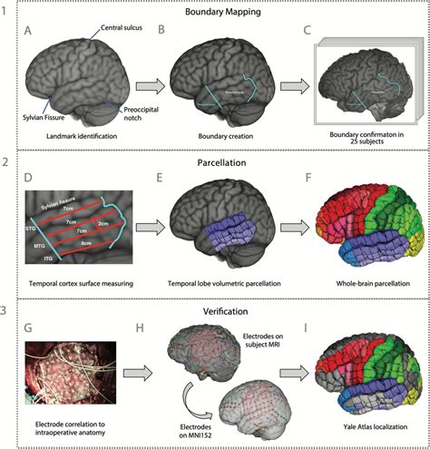 The Workflow Used To Create The Atlas And The Methods Used To Assess