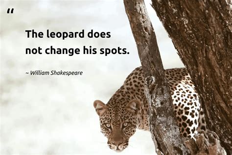 43 Leopard Quotes And Inspirational Leopard Sayings 2025