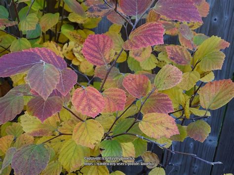 Photo Of The Fall Color Of Dwarf Fothergilla Fothergilla Gardenii Posted By Annelia