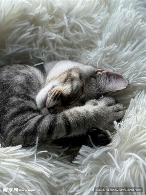 可爱的猫摄影图家禽家畜生物世界摄影图库昵图网