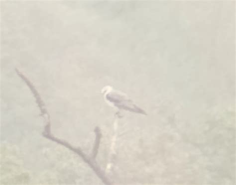 Ebird Checklist 5 May 2025 Cider Mill Grassland Preserve 14 Species