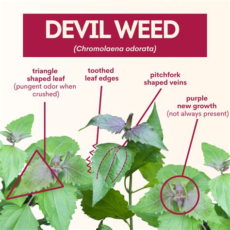 Chromolaena Odorata Devil Weed