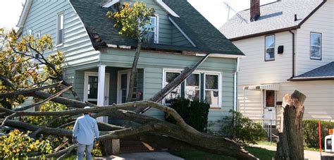 Top 4 Common Tree Hazards Tree Service By Ricky Vincent